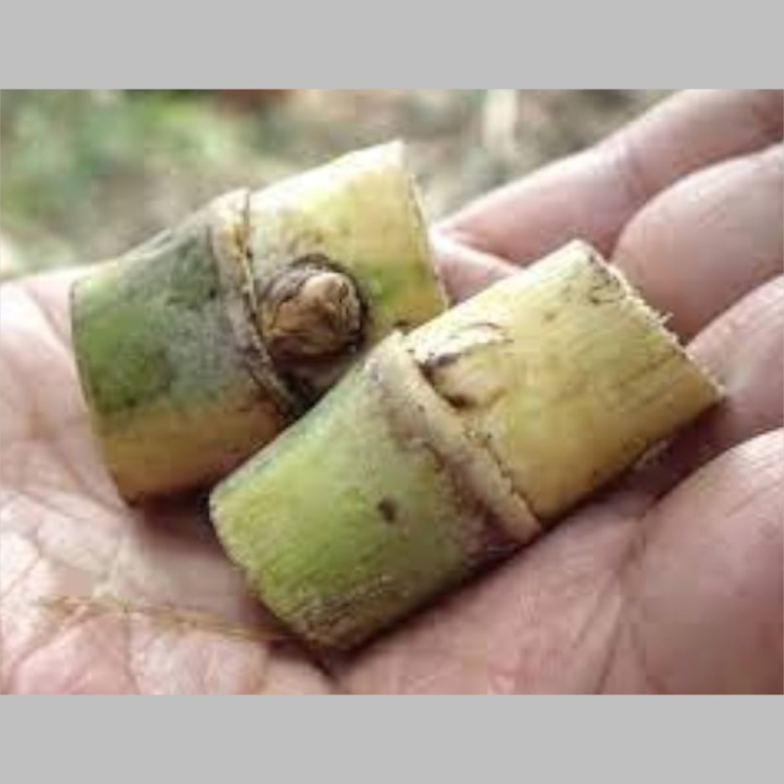 Cleantek | Blogs | Comparing Scooping vs. Ring Type Sugarcane Bud ...